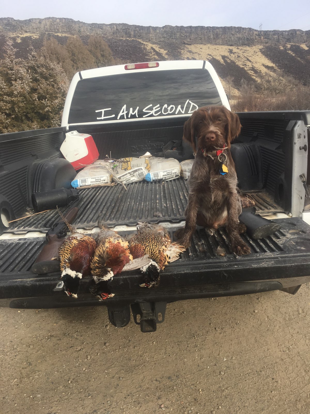 Wiredhaired Pointing Griffon Pup Hunting Machine - Snake River ...